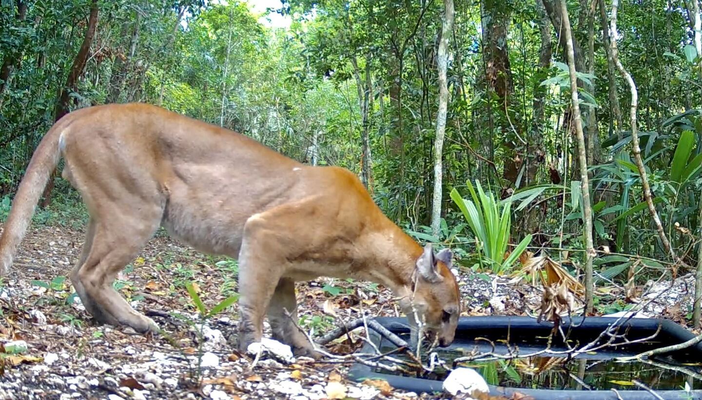 Cámara capta a puma y jaguar bebiendo agua juntos – Publinews