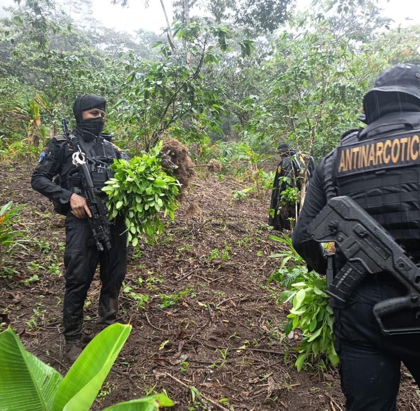 Operativo en Baja Verapaz: autoridades erradican plantación masiva de ...