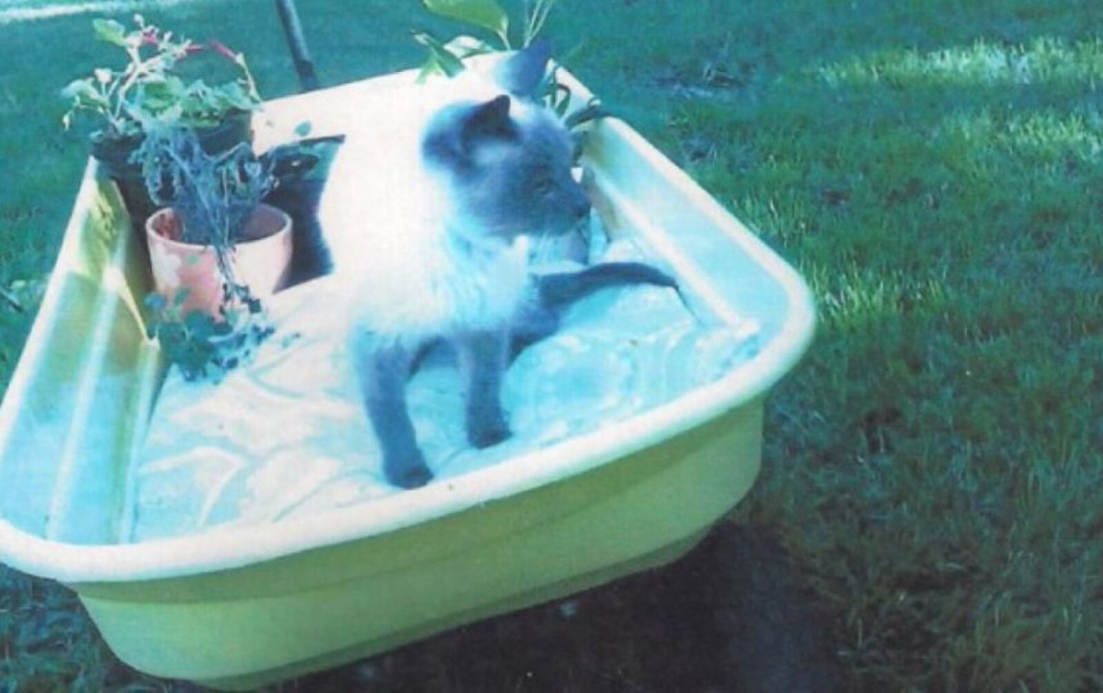 Animales: Por esta razón este gato logró un récord Guinness – Publinews