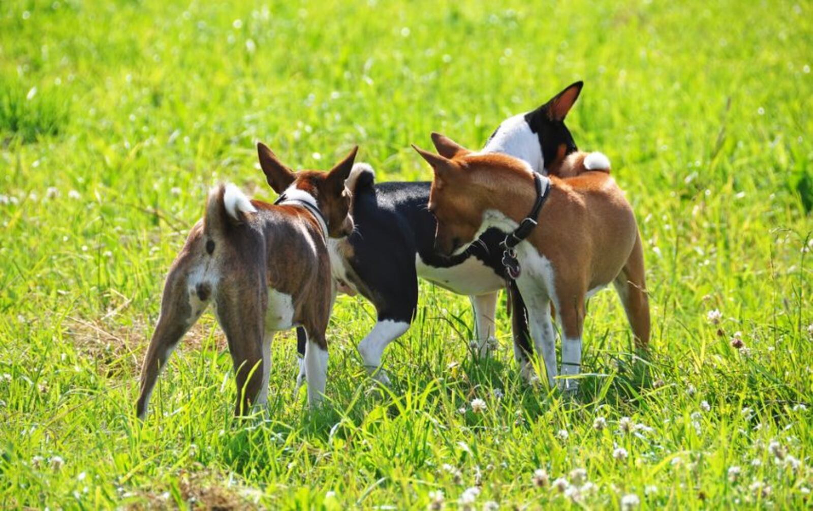 ¿Por qué se quedan pegados los perros después del apareamiento? – Publinews