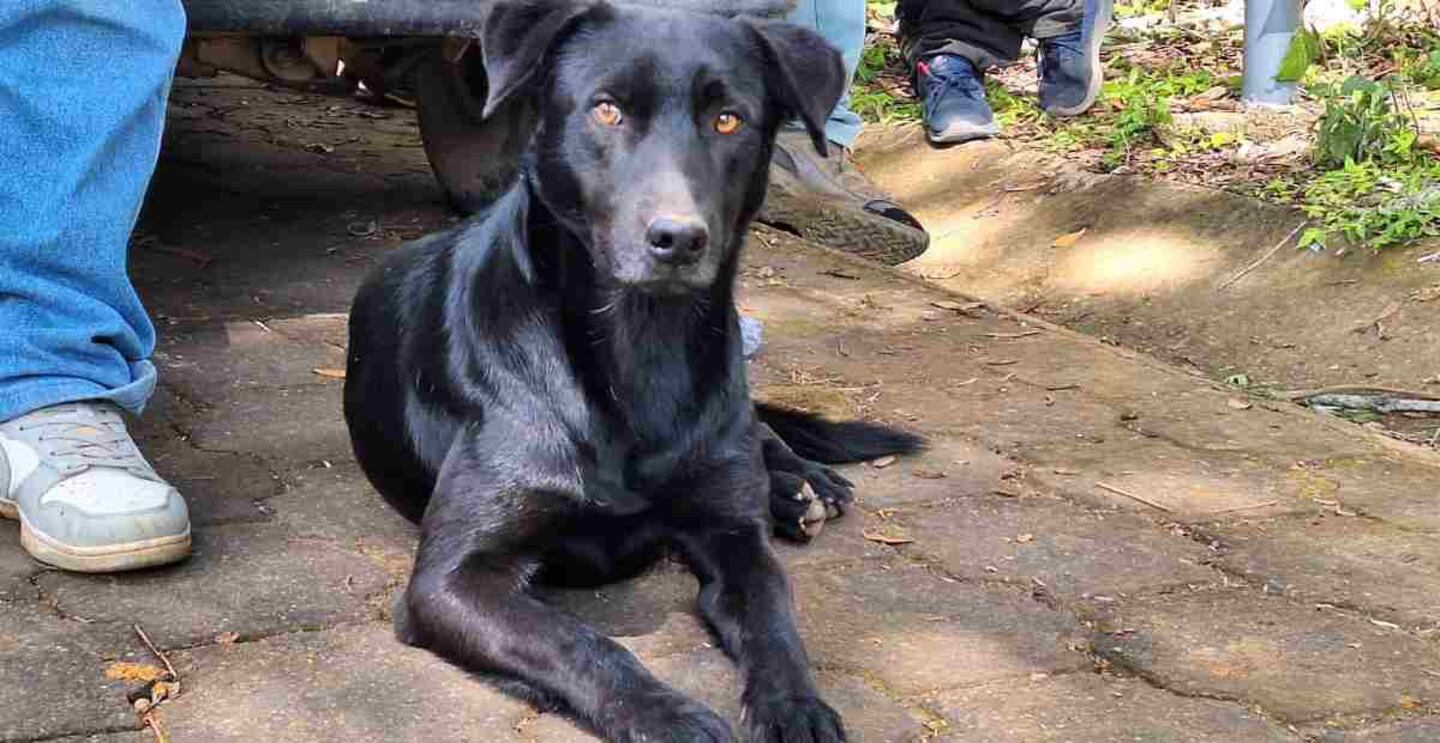 "Negrito", el perrito héroe: Localiza el cuerpo de Regina tras derrumbe ...
