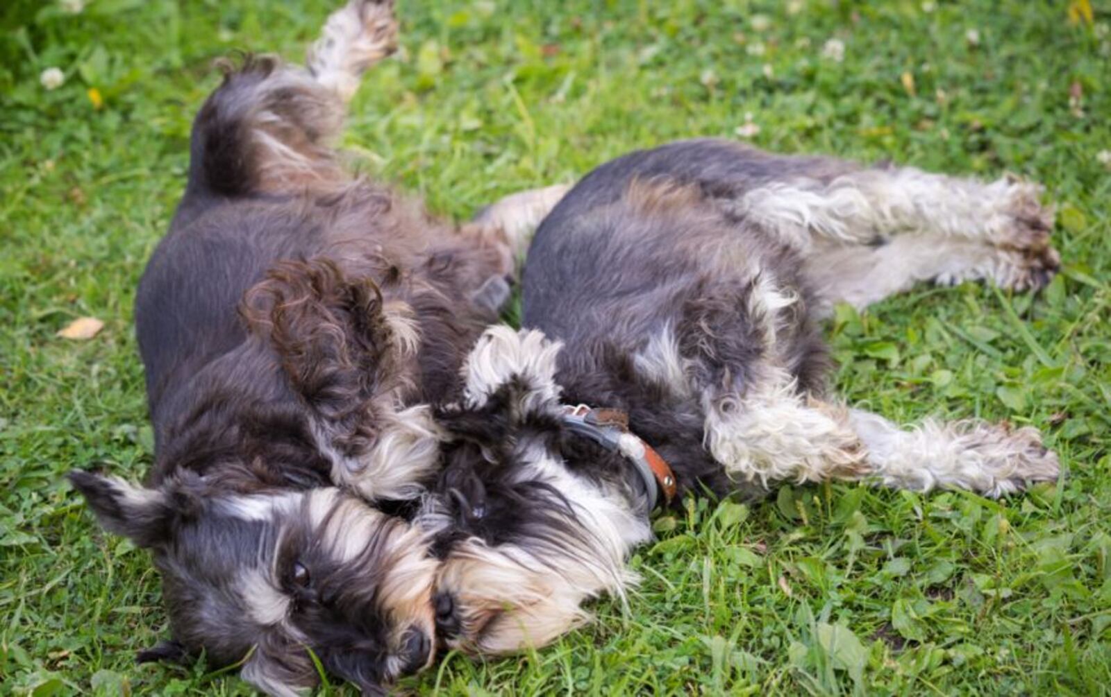 ¿Por qué se quedan pegados los perros después del apareamiento? – Publinews