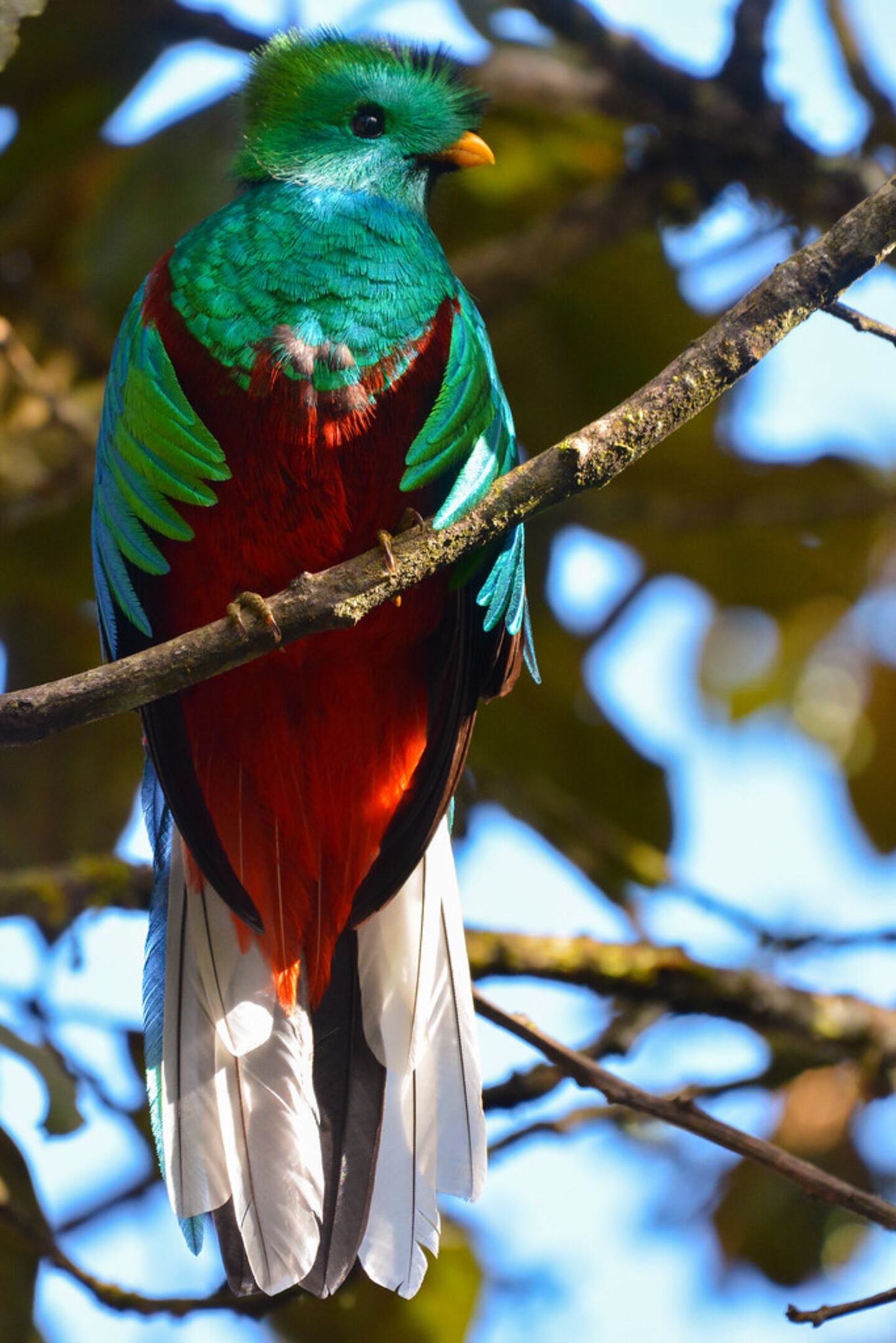 El Quetzal Ave Símbolo De Guatemala Y Su Protección Publinews