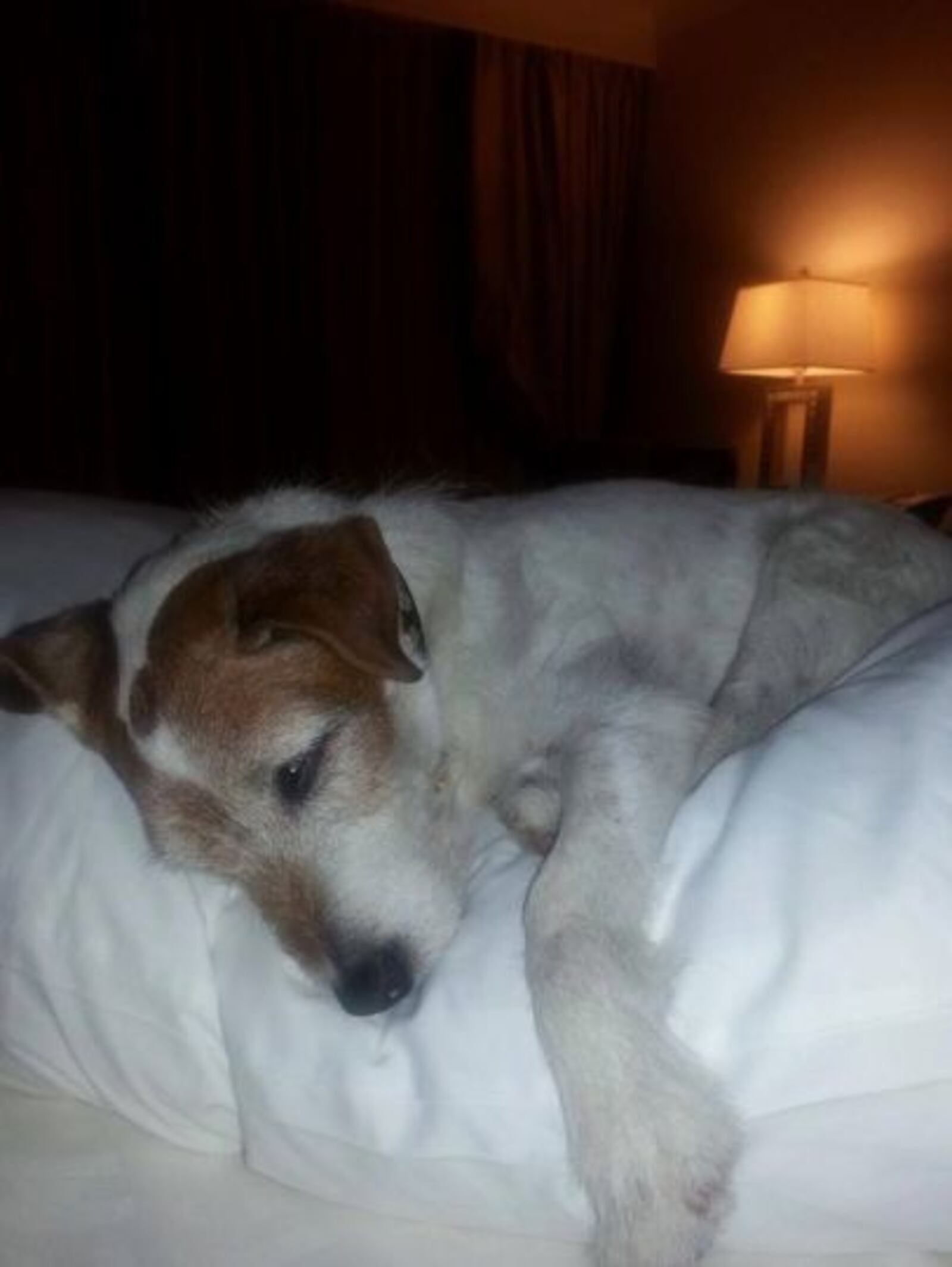 Fotos: Las 17 imágenes más tiernas de Uggie, el perrito de "The Artist ...